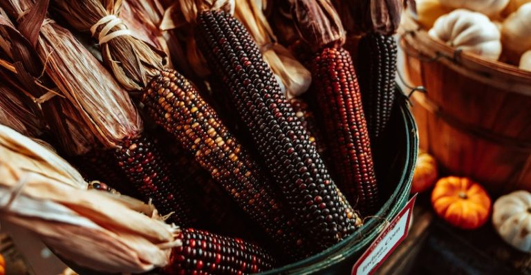 The History of Corn – From Wild Grain to Staple Crop - ManyEats