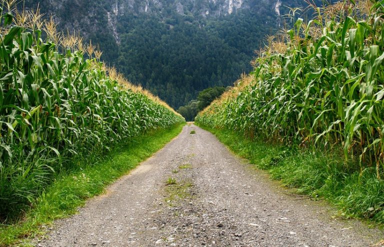 The History of Corn – From Wild Grain to Staple Crop - ManyEats