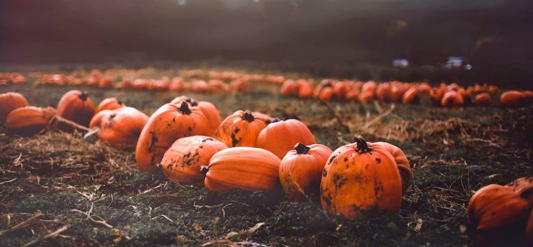 History of the Pumpkin – World-Traveler and Halloween Staple - ManyEats
